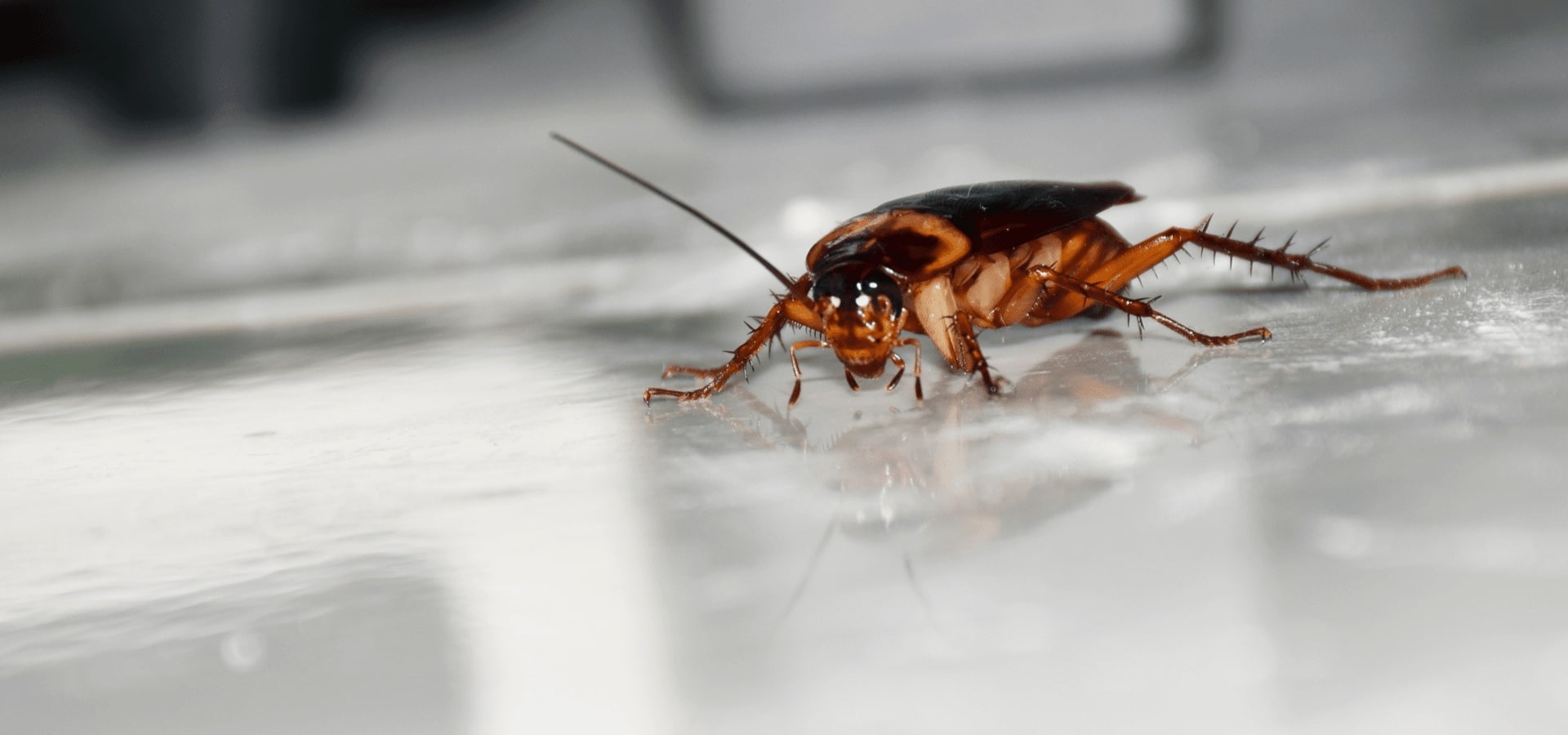 Cockroach Control in Downingtown | Downingtown Roach Exterminators