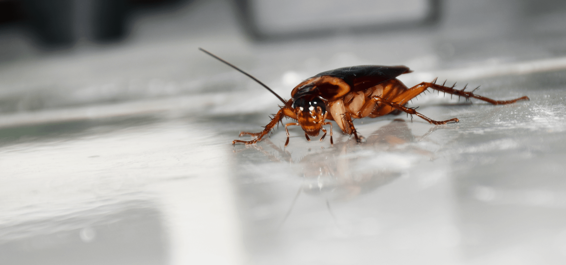Cockroach Control in Exton PA | Roach Exterminator Exton PA