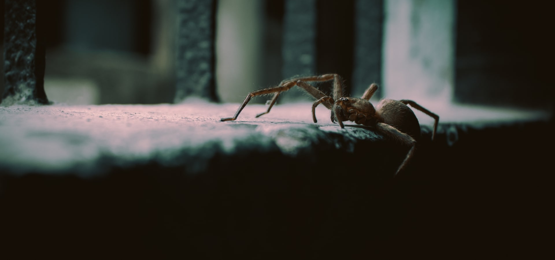 Spider Control & Exterminator in Downingtown PA | Chester County Spider ...